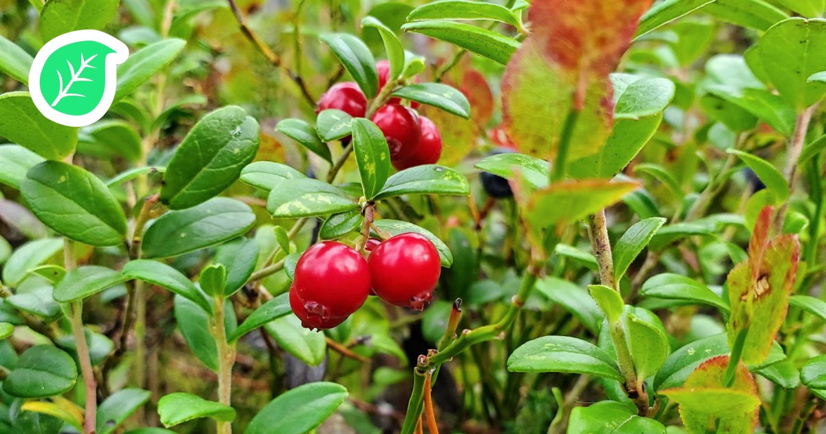 Puolukan viisi terveysvaikutusta | Luontaistuotekauppa
